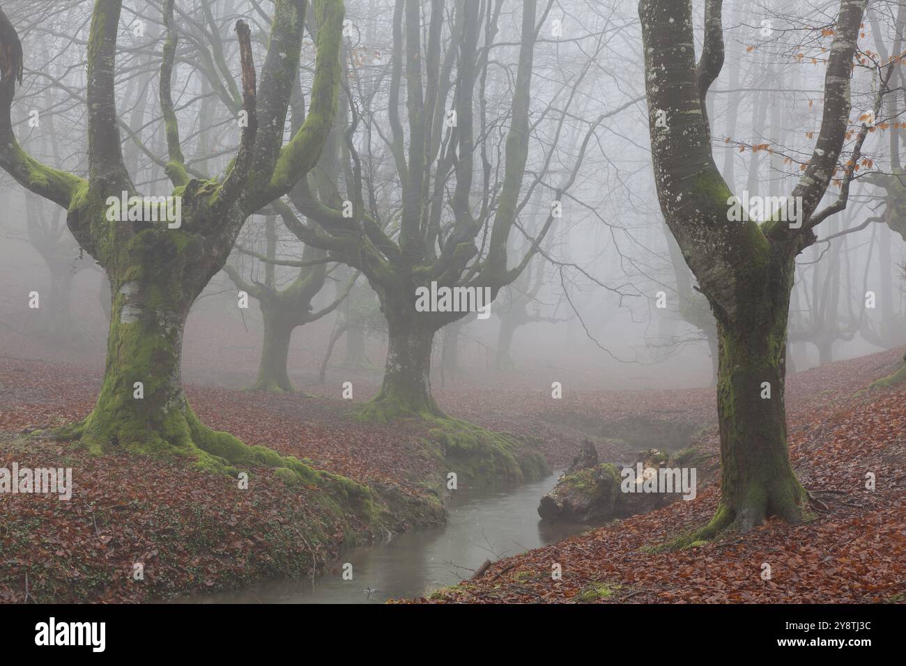 Forest of Otzarreta, Gorbea natural park, Araba, Spain, Europe Stock ...