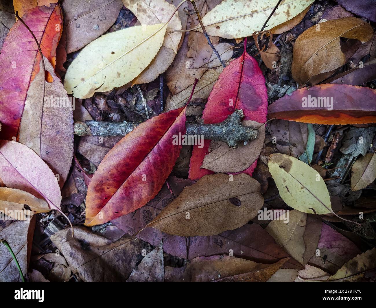 Close up image fall leaves hi-res stock photography and images - Alamy