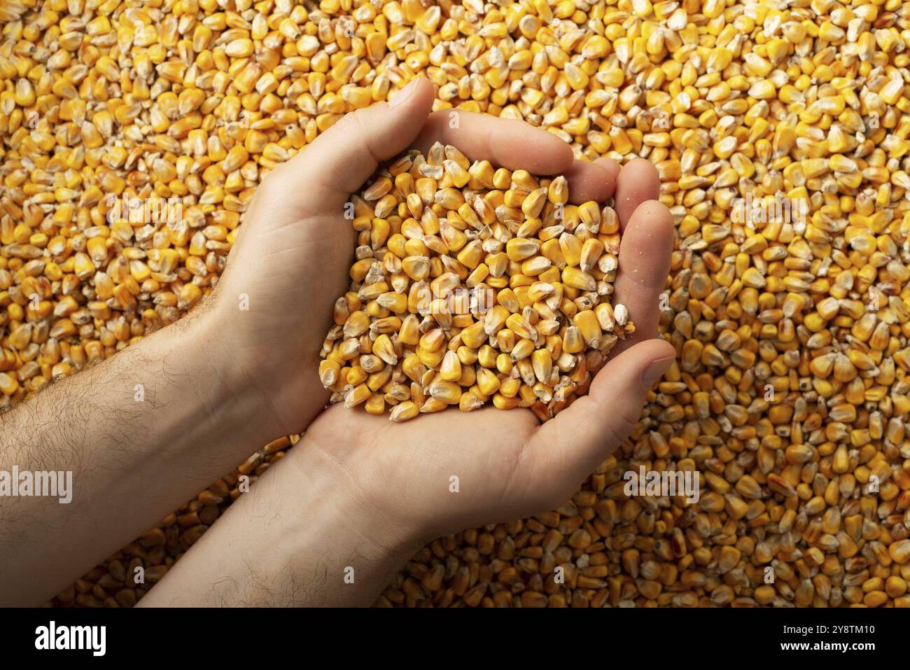 Human caucasian hands with maize corns over corn background Stock Photo ...