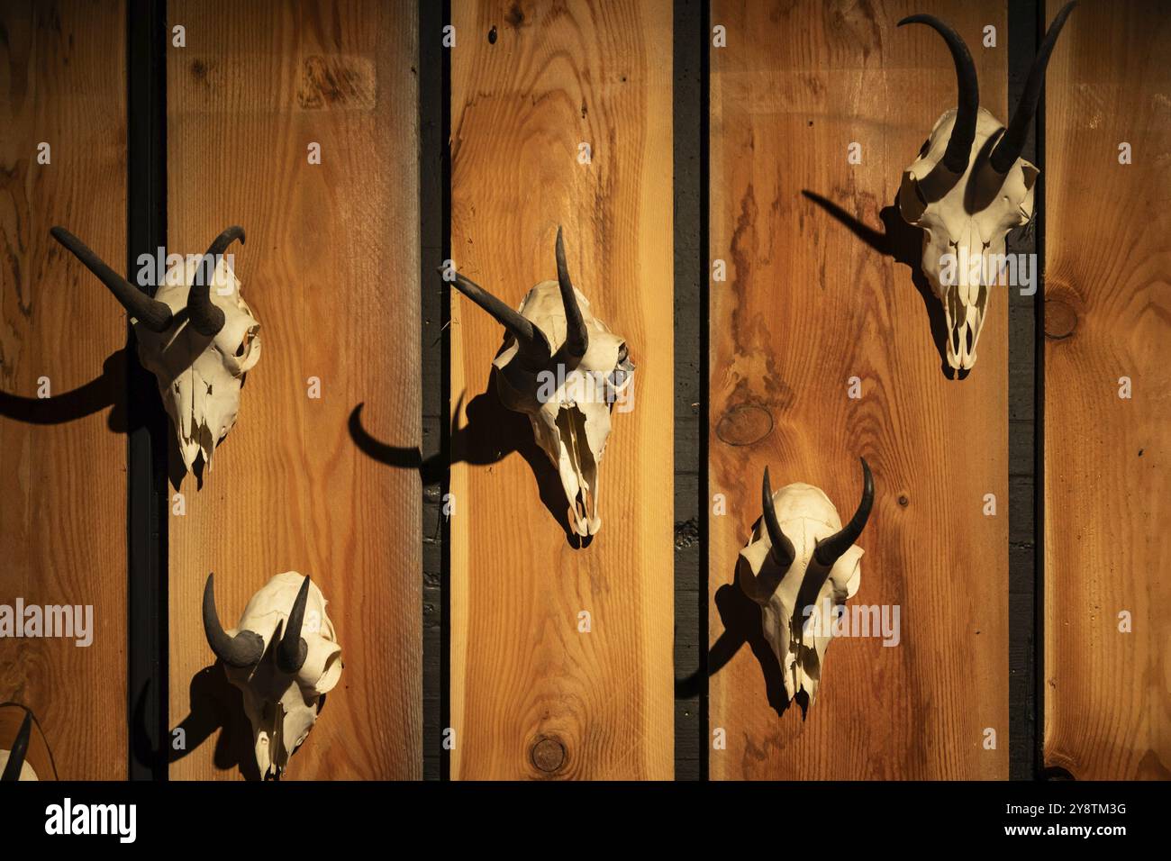 Animal skulls background. Animal bone and head, scary skeletons ...