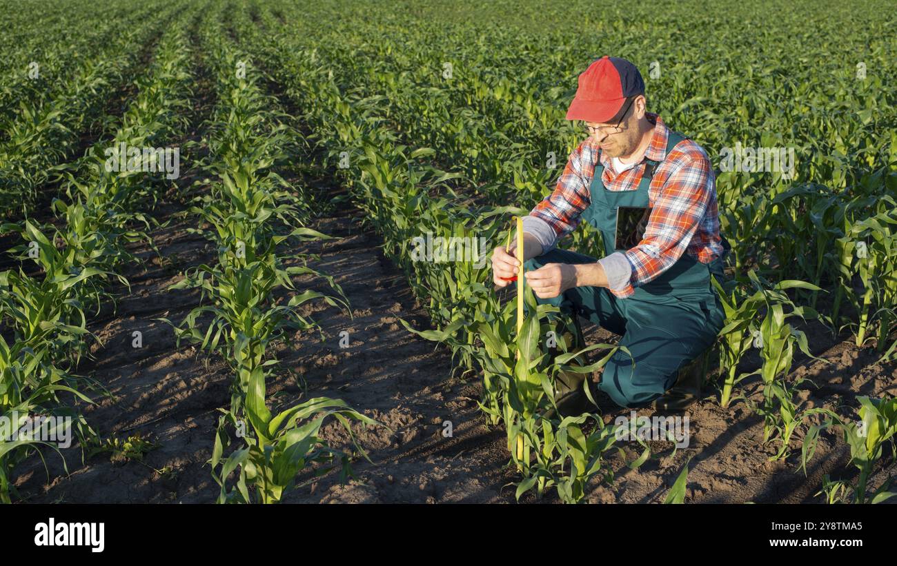 Middle age male caucasian maize farmer with tape measure and tablet ...