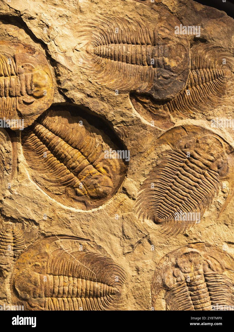 Fossil of Trilobite, Acadoparadoxides briareus, ancient fossilized ...