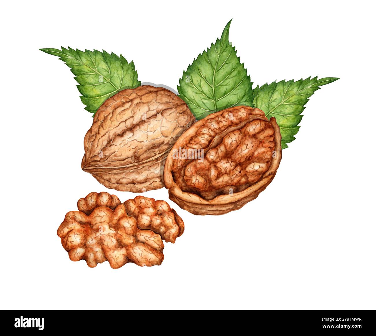Whole walnut, half and kernel with green leaves watercolor illustration ...