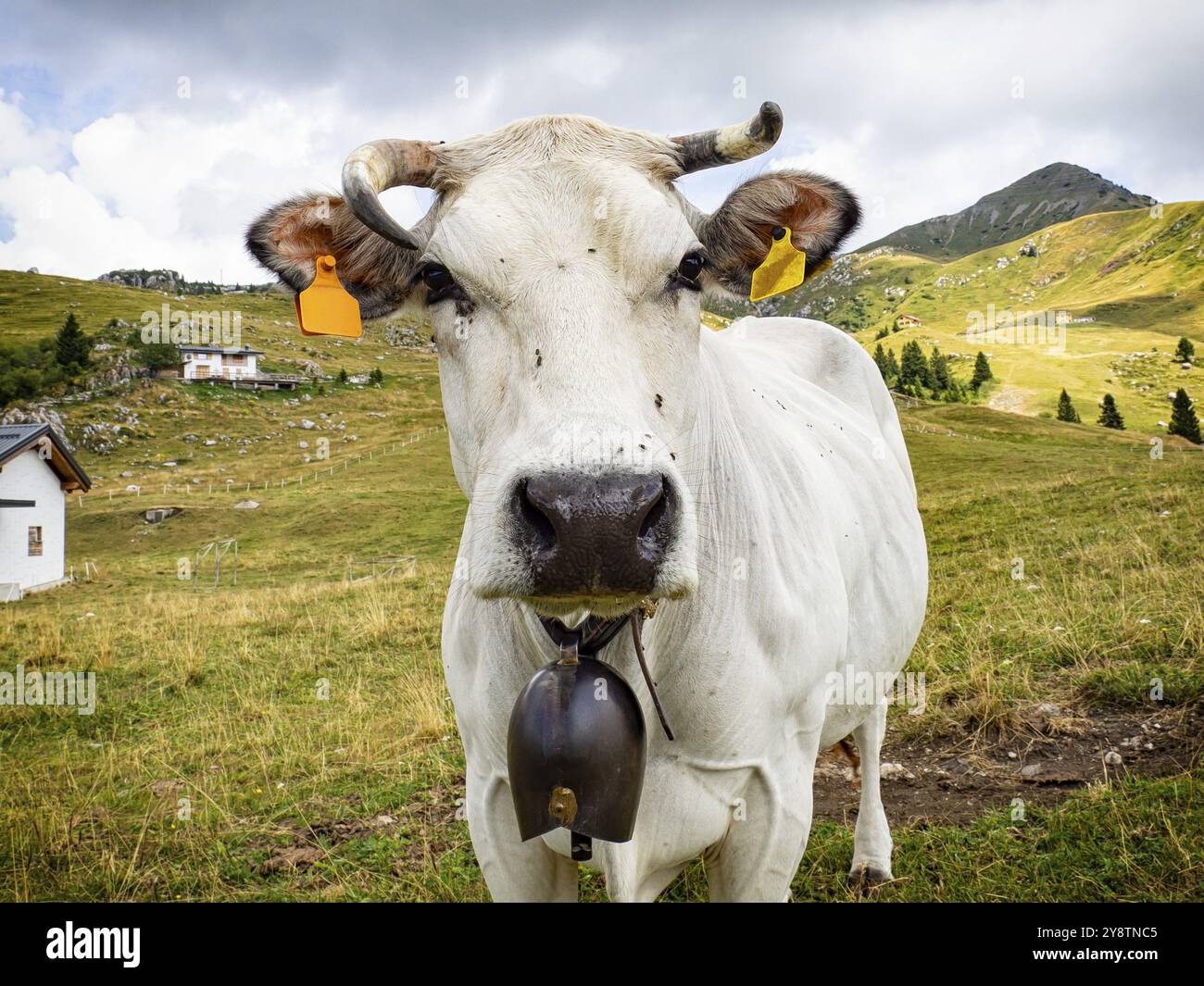 Close up cow funny face hi-res stock photography and images - Alamy