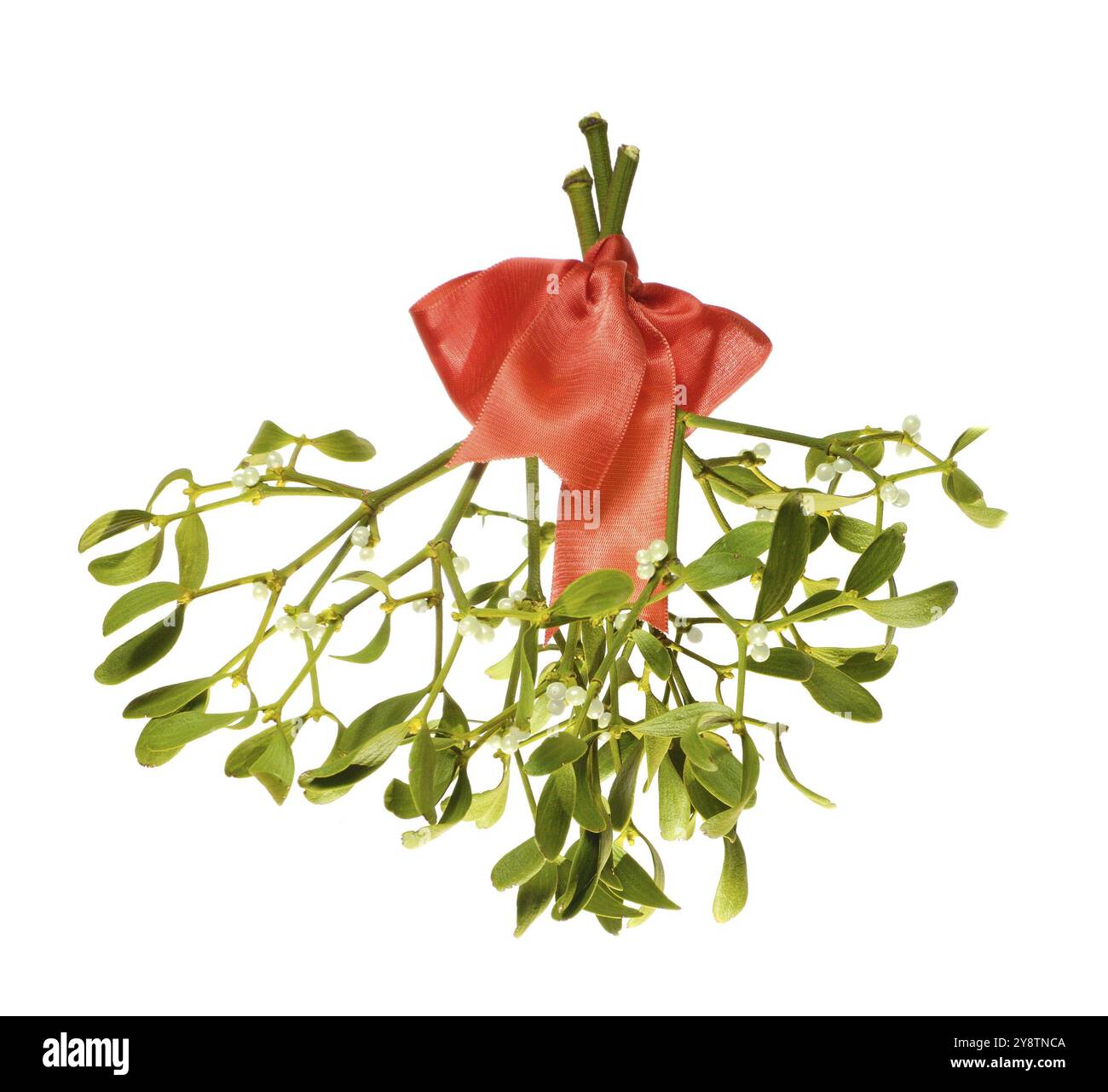 Bunch of mistletoe twigs with red ribbon isolated on white Stock Photo ...