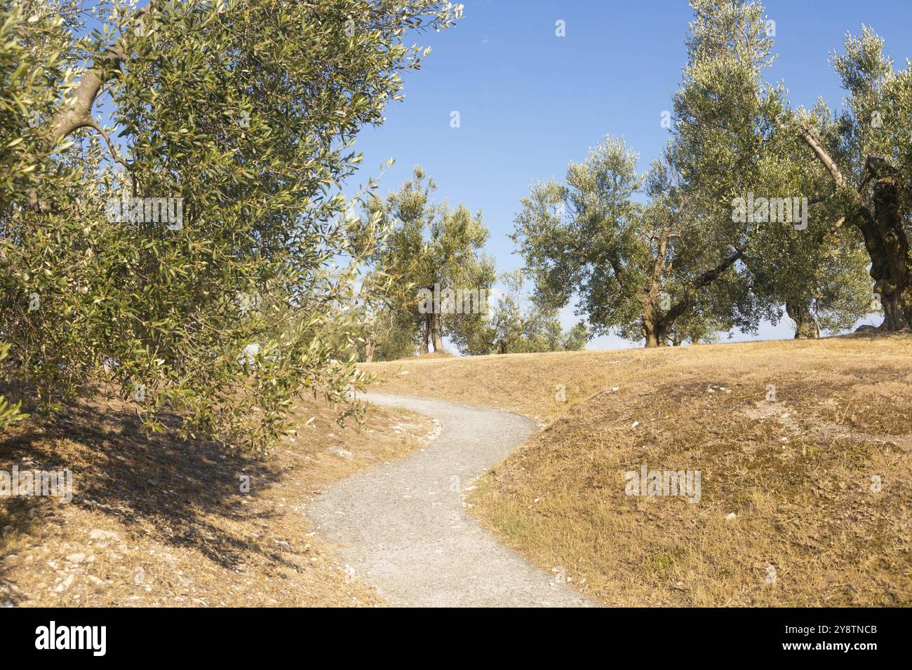 Olive tree cultivation in Italy. Organic outdoor plantation in rural ...