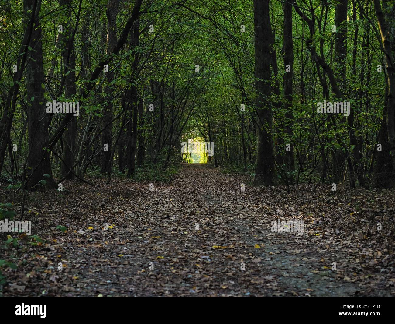 Pathway in a forest in autumn Stock Photo - Alamy