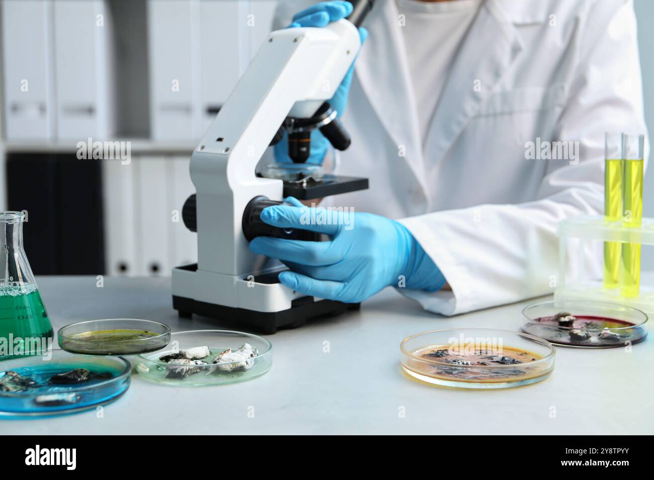 Scientist working with microscope and petri dishes at light table ...
