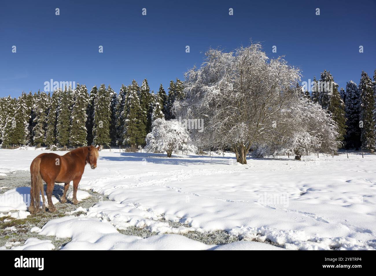 Parque natural de gorbeia hi-res stock photography and images - Alamy
