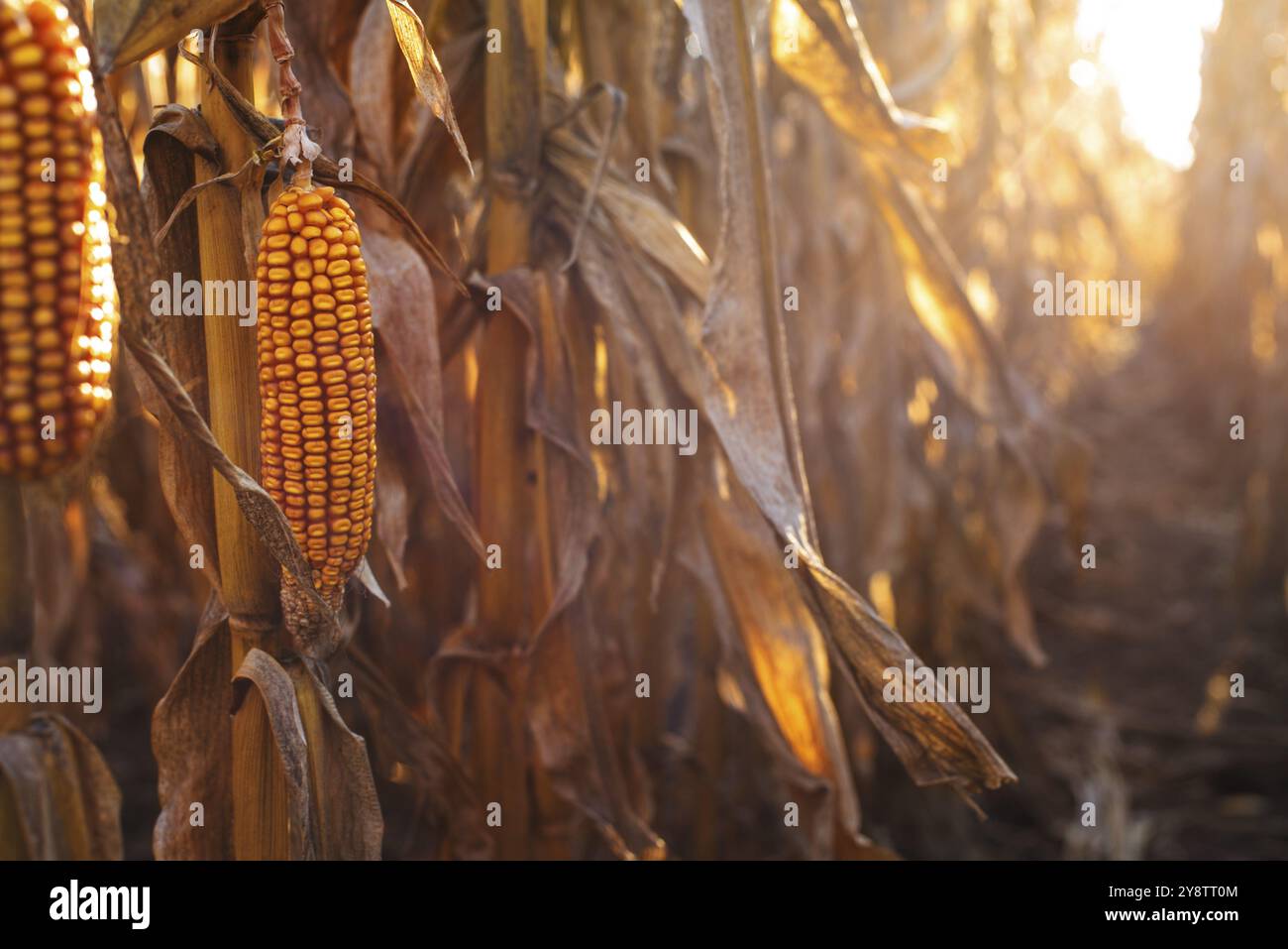 Dry corn stalks with cobs backlit by sun at fields autumn time Stock ...