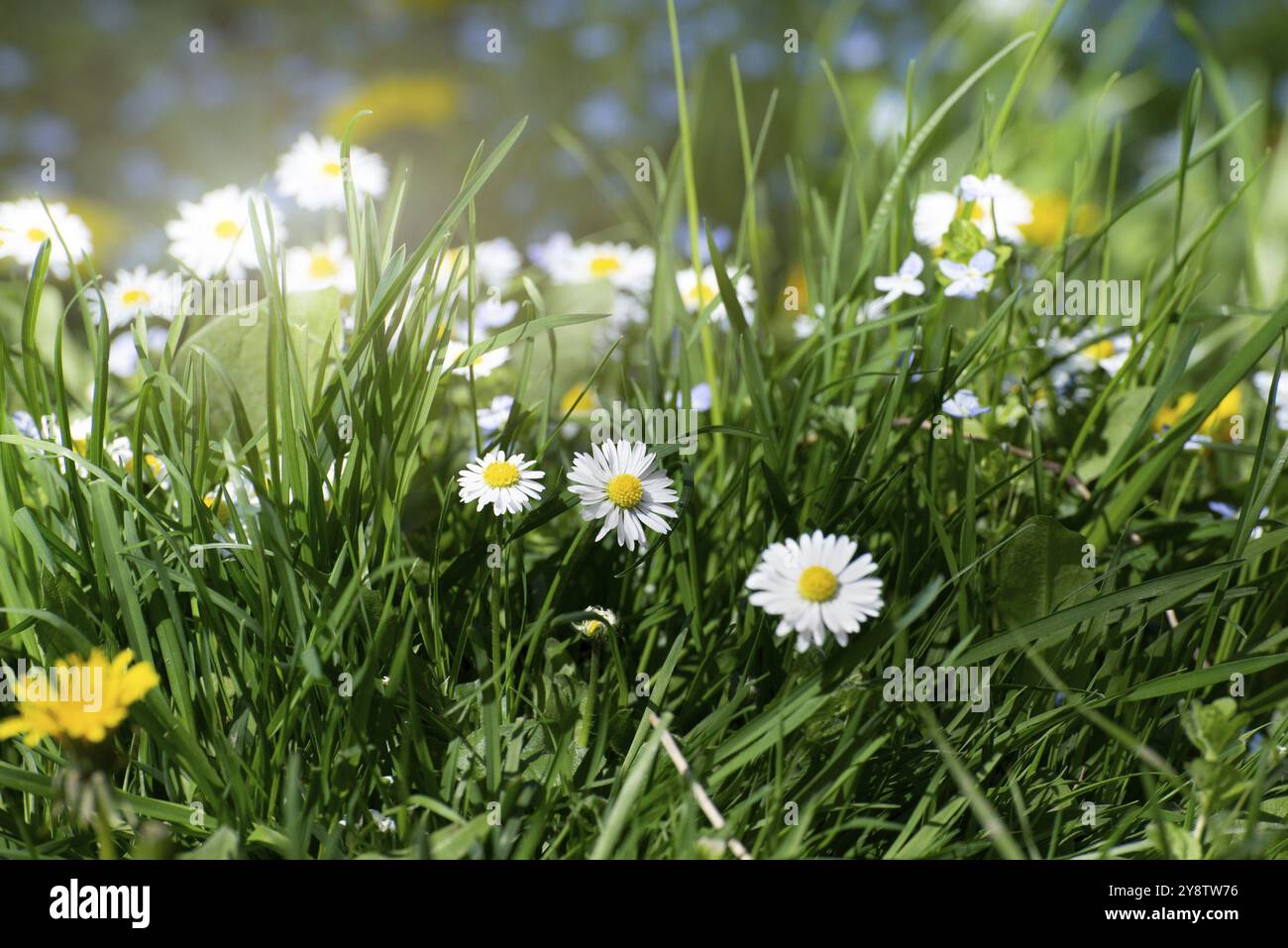 Sunlight daisy hi-res stock photography and images - Alamy