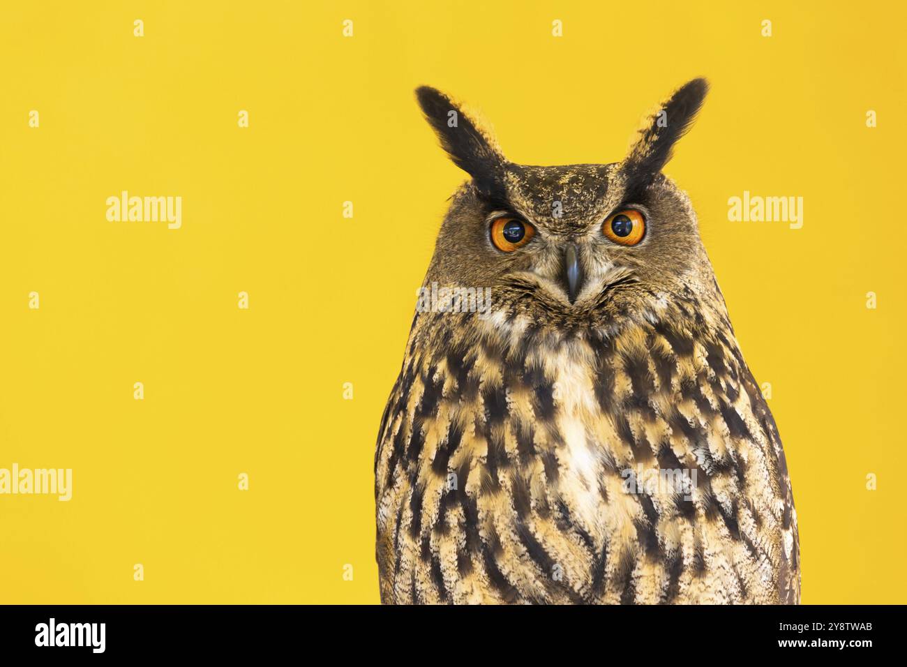 Owl closeup looking at the camera. One animal, nobody, concept for ...