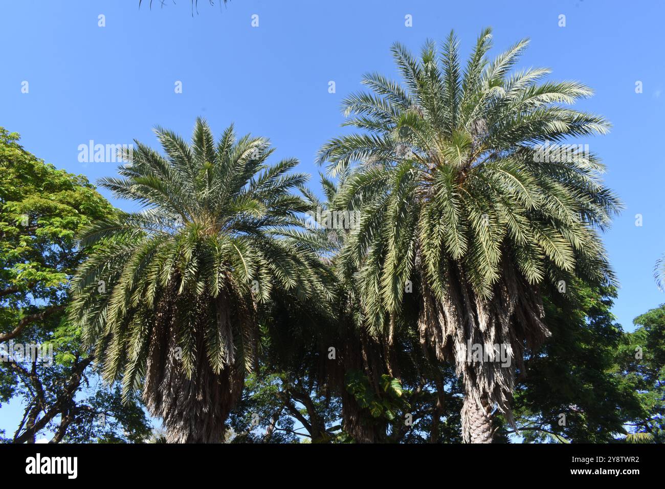 Coconut trees in park hi-res stock photography and images - Alamy