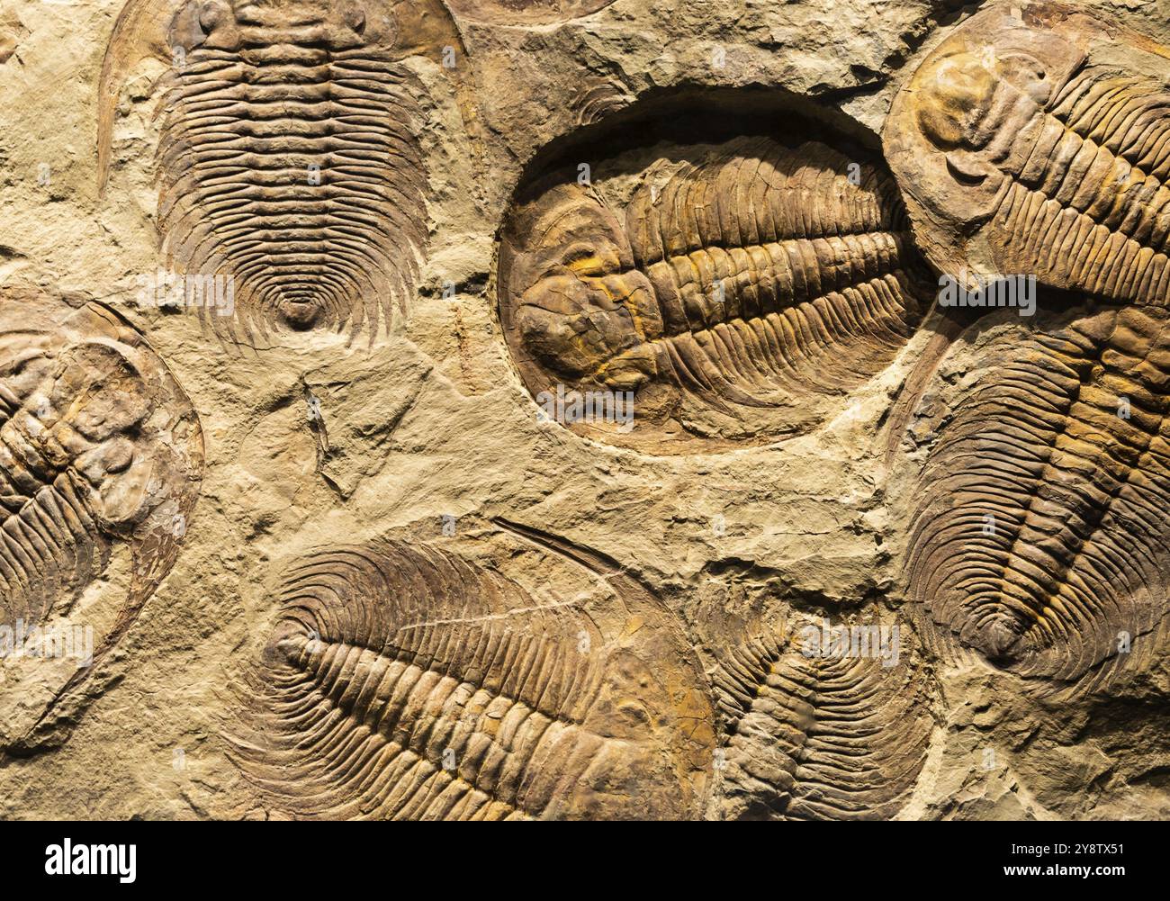 Fossil of Trilobite, Acadoparadoxides briareus, ancient fossilized ...