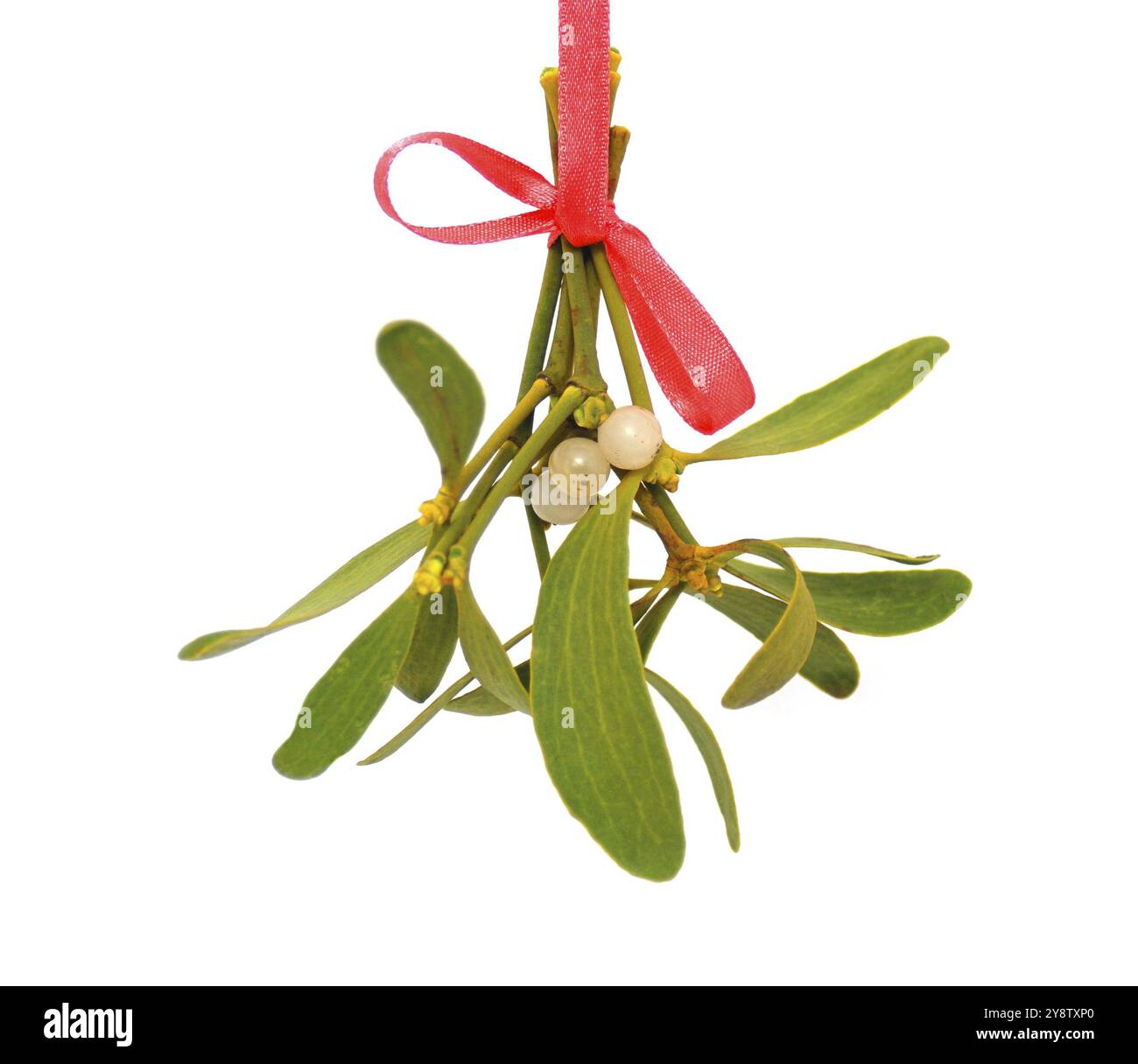 Mistletoe bunch hanged on red ribbon over white background Stock Photo ...