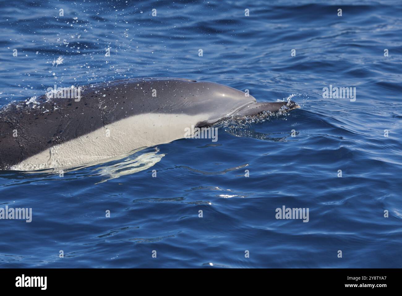 Dolphin, Cantabrian Sea, Basque Country, Spain, Europe Stock Photo - Alamy
