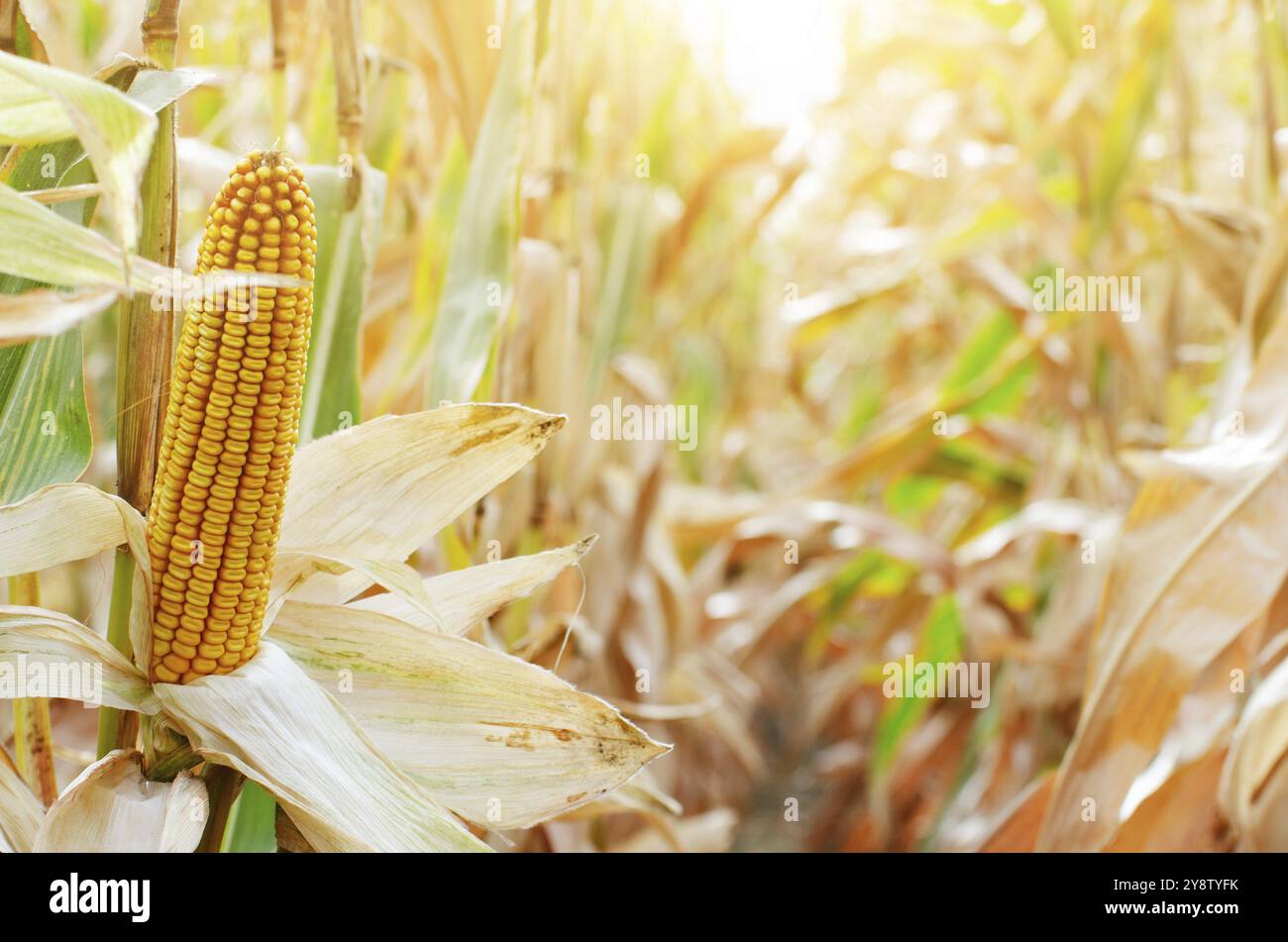 Dry corn cob on stalks authentic view on corn field autumn time Stock ...