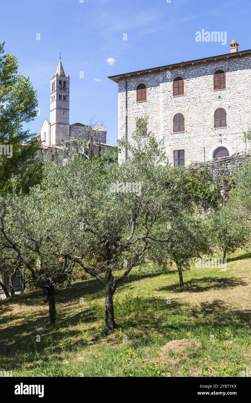 Olive trees in Assisi village in Umbria region, Italy. The town is ...