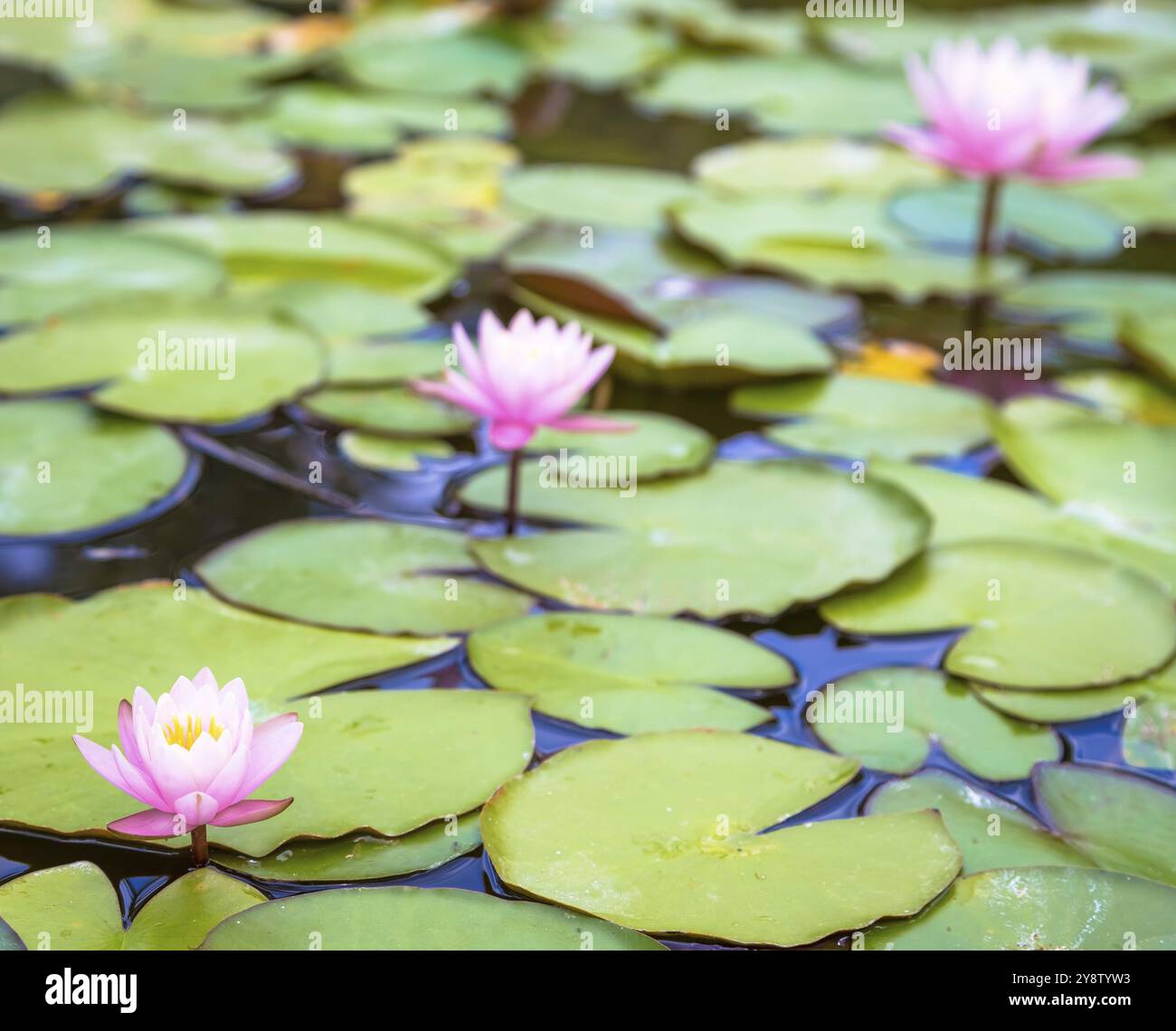 Original picture of lilies hi-res stock photography and images - Alamy