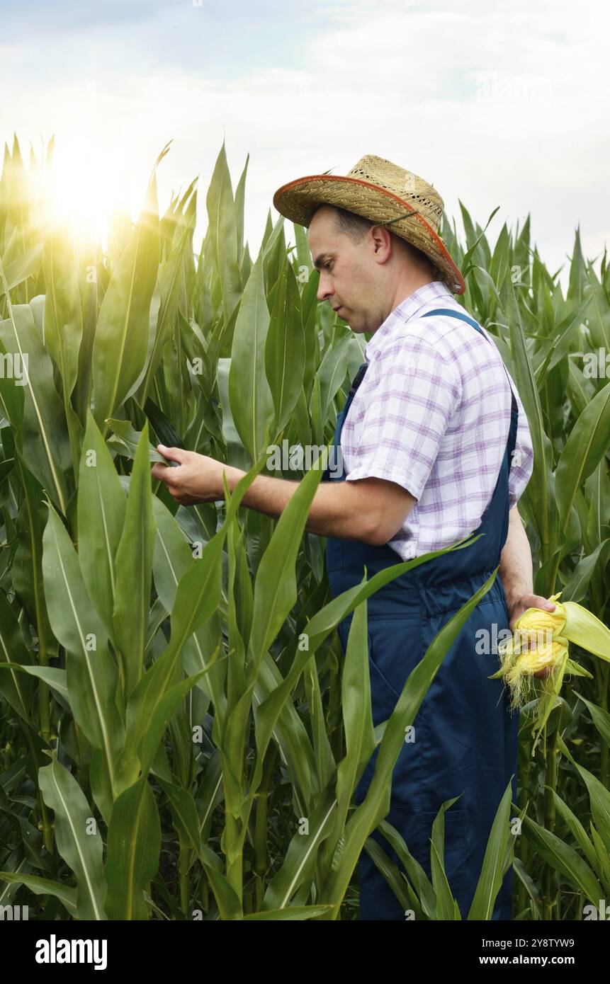 Farmer in hat inspecting corn cobs with field at background Stock Photo ...