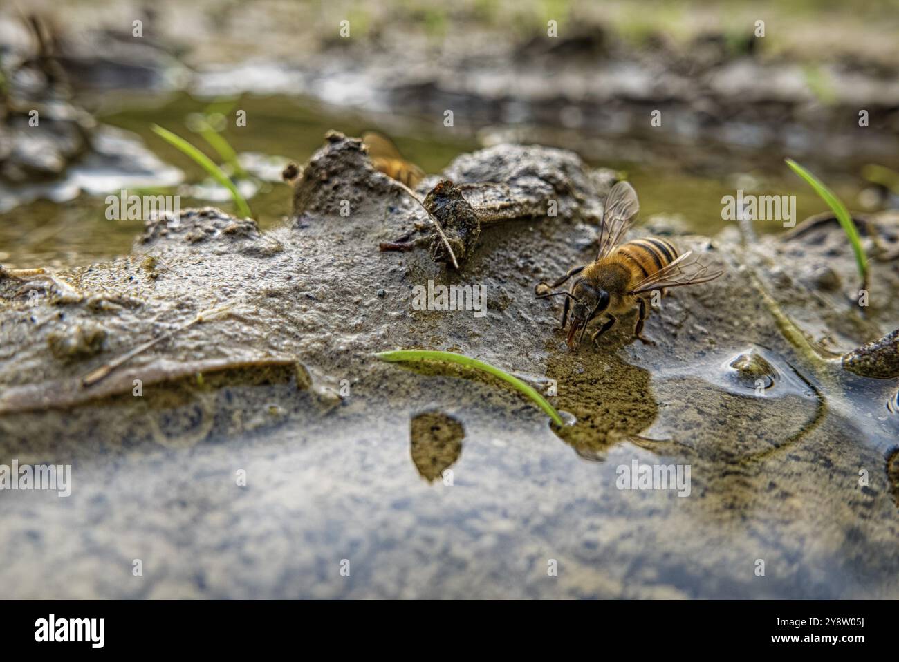 Bee drinking water in a puddle Stock Photo - Alamy