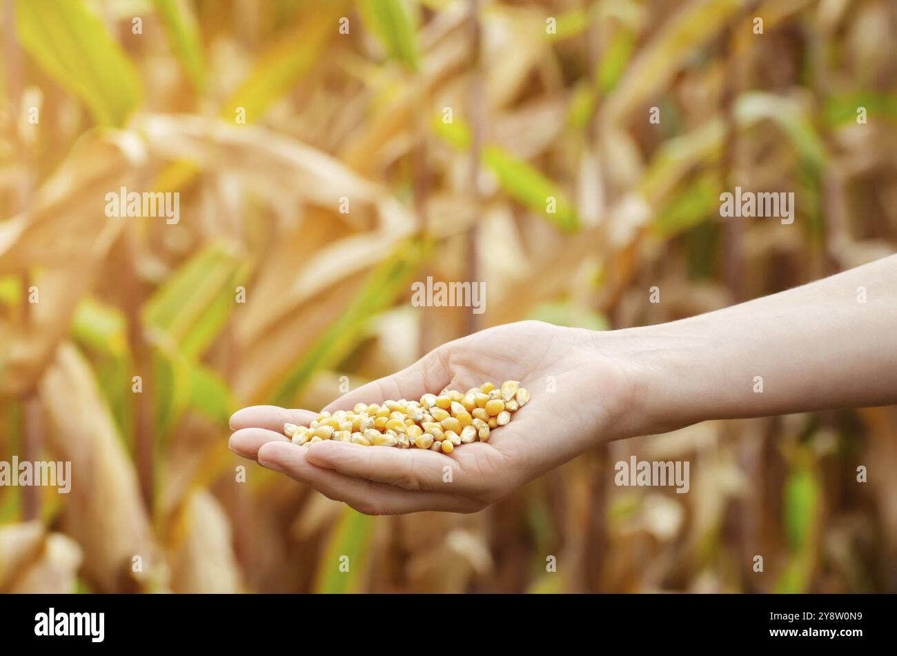 Handful of corn kernels in farmer hands on field background evening ...