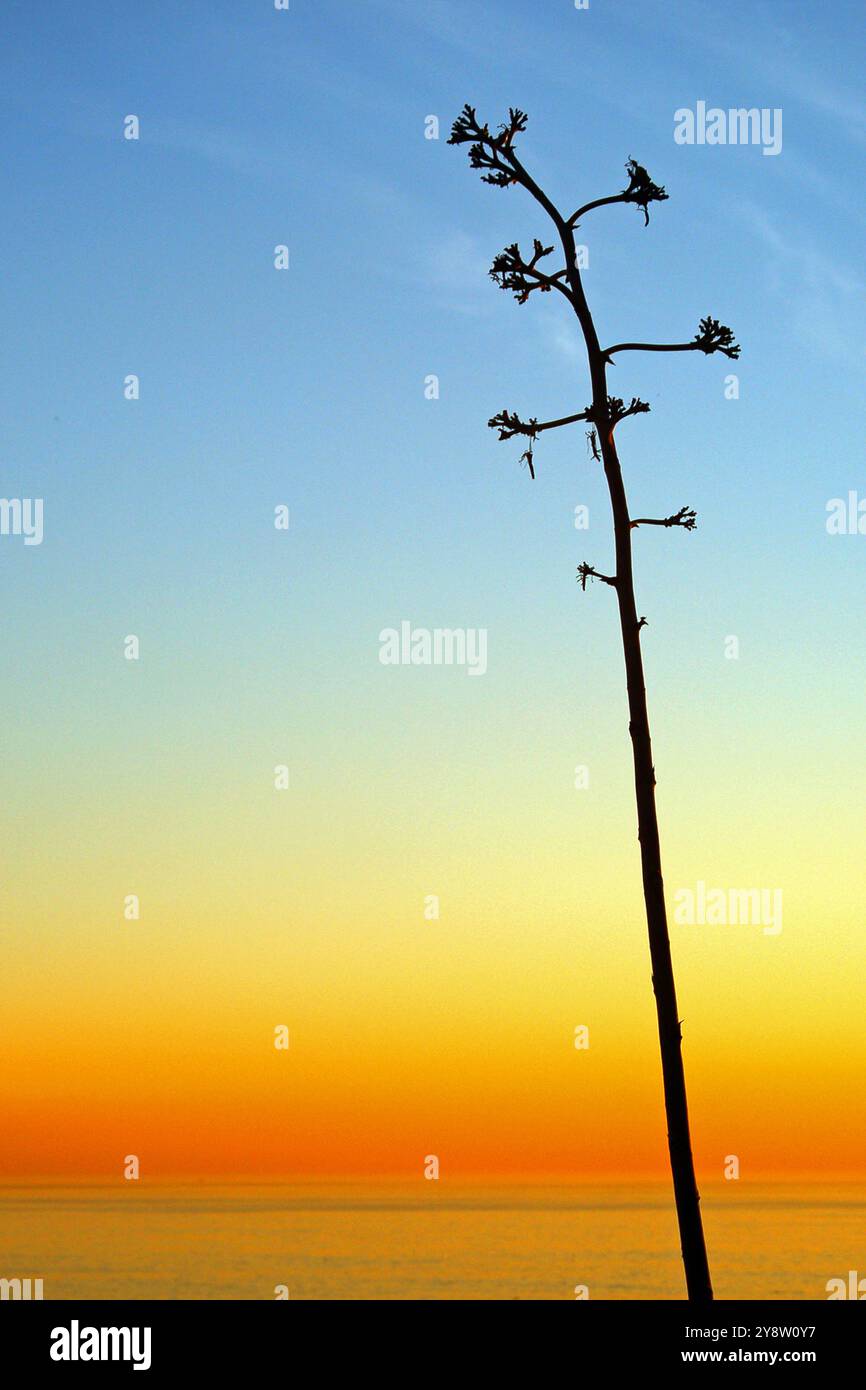 A unique form of a tall agave plant is rendered in silhouette by the ...