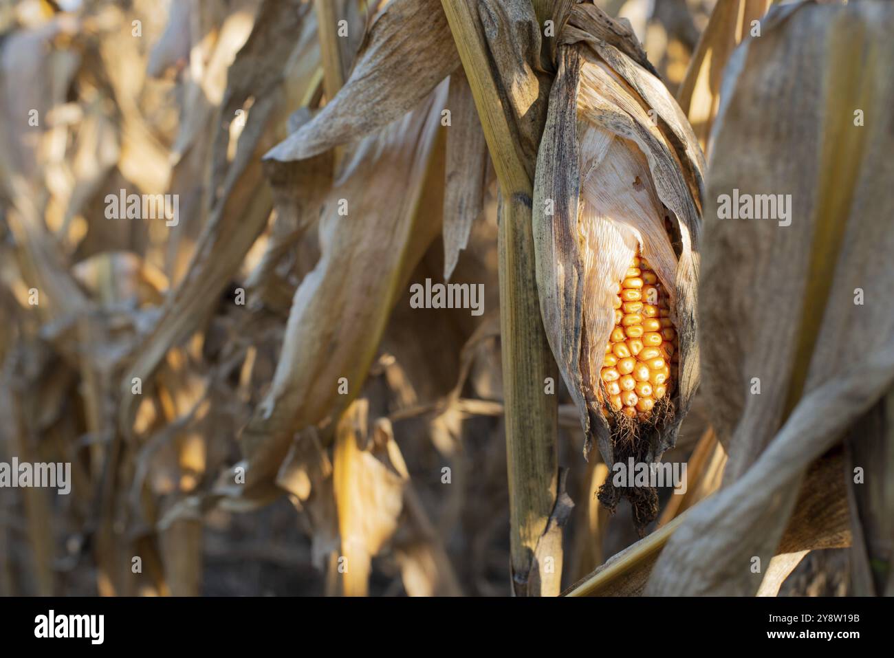 Dry corn stalks with cobs backlit by sun at fields autumn time Stock ...