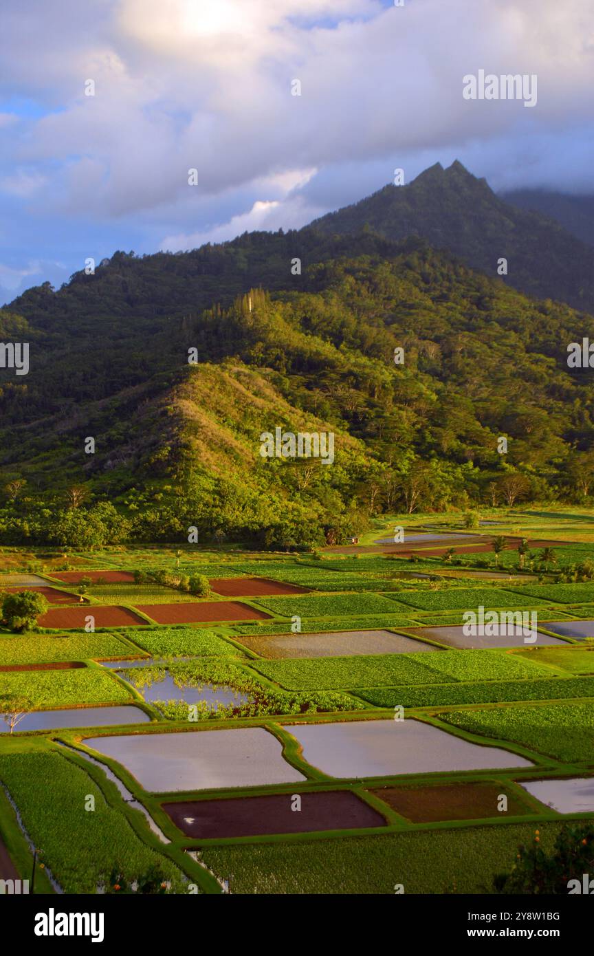 Square and rectangle patterns form in the taro fields in a valley on ...