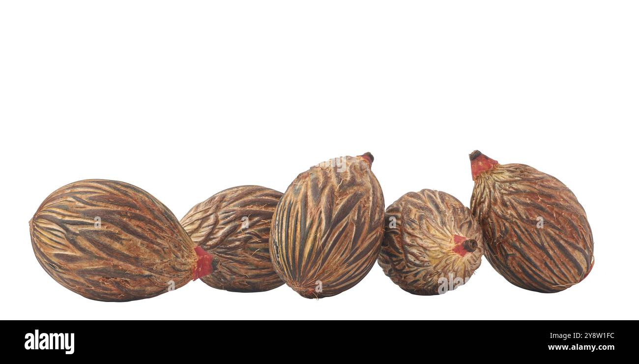 seeds of fox tail palm isolated white background, large oval shaped ...