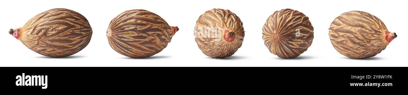 seeds of fox tail palm isolated white background, large oval shaped ...