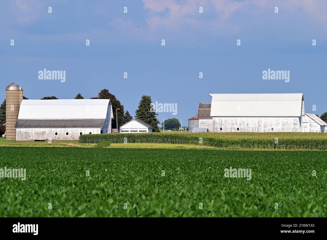 Hinckley, Illinois, USA. A cluster of white barns and sheds bask in the ...