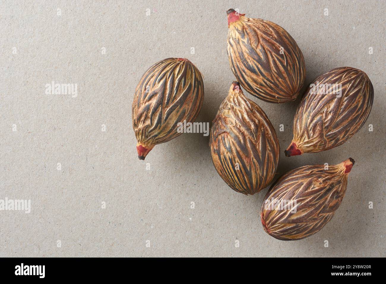 scattered seeds of fox tail palm on textured surface background, large ...