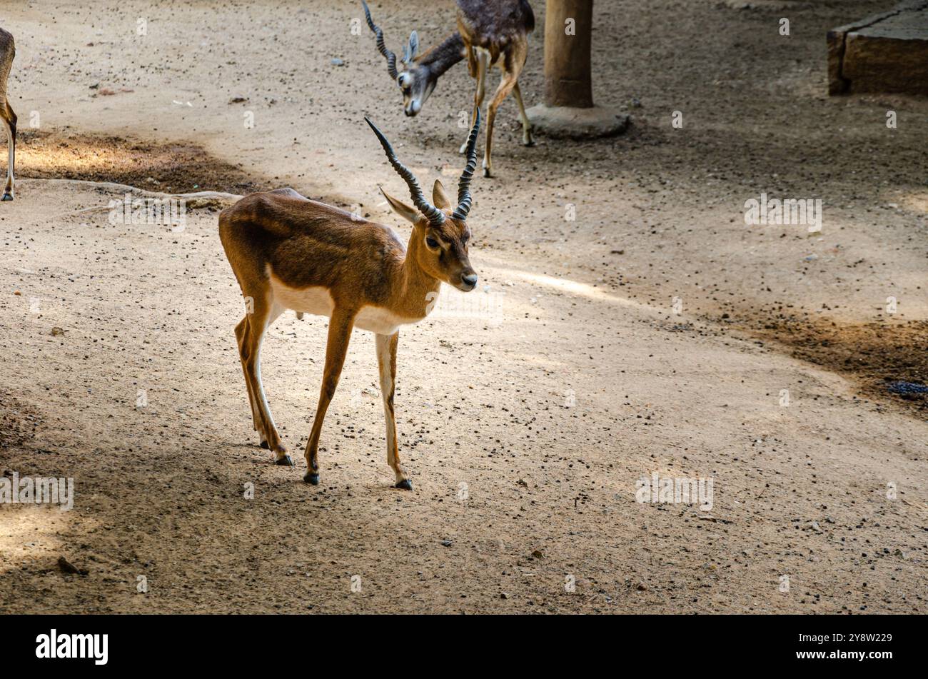 The blackbuck (Antilope cervicapra), also known as the Indian antelope ...