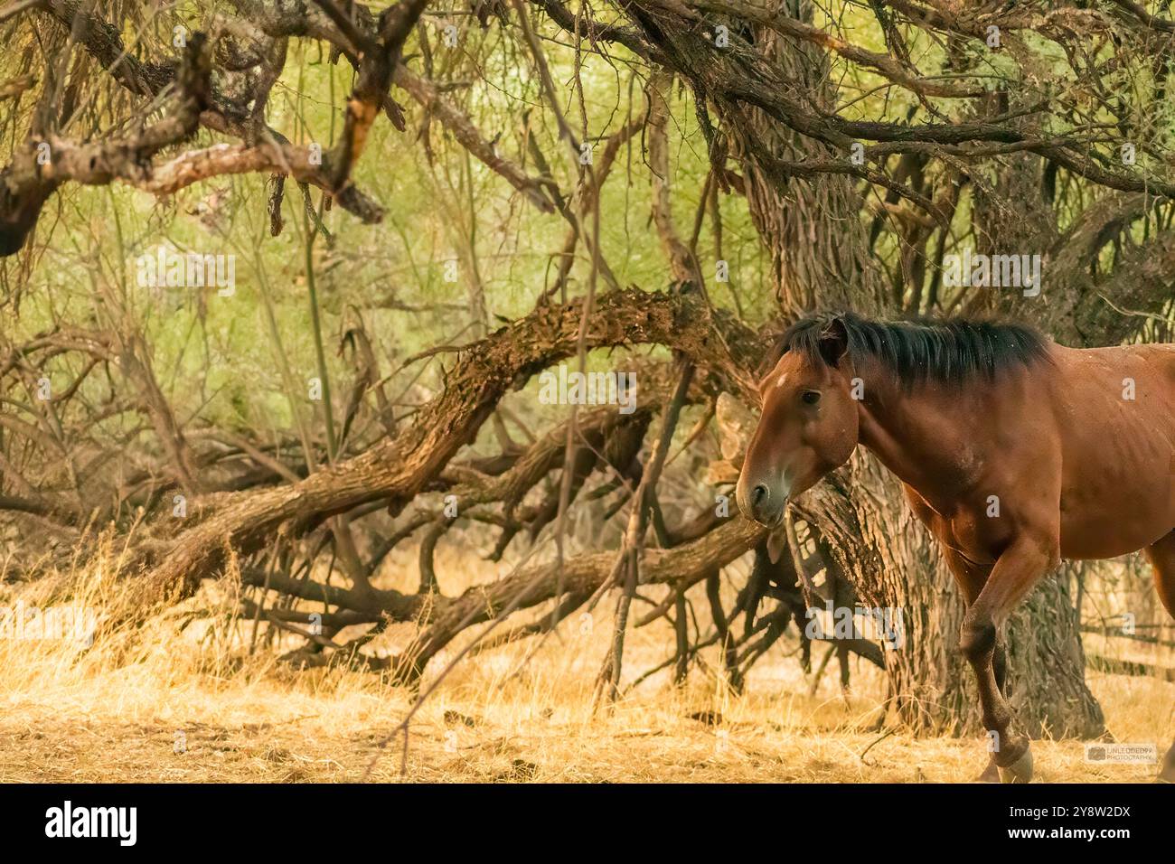 Wild animals free hi-res stock photography and images - Alamy