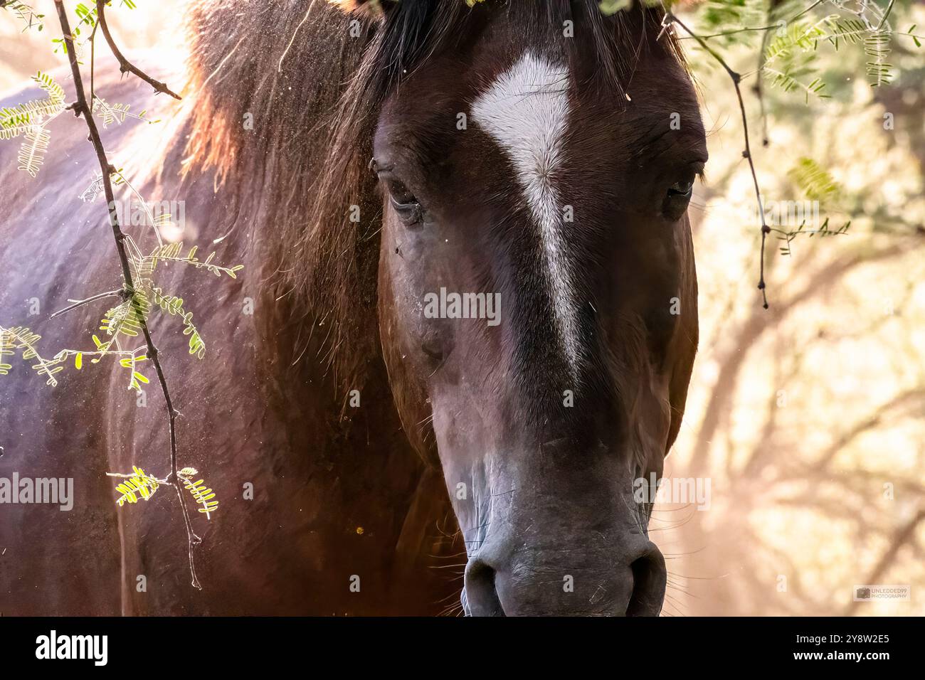Playing Coy Behind the Tree Stock Photo - Alamy