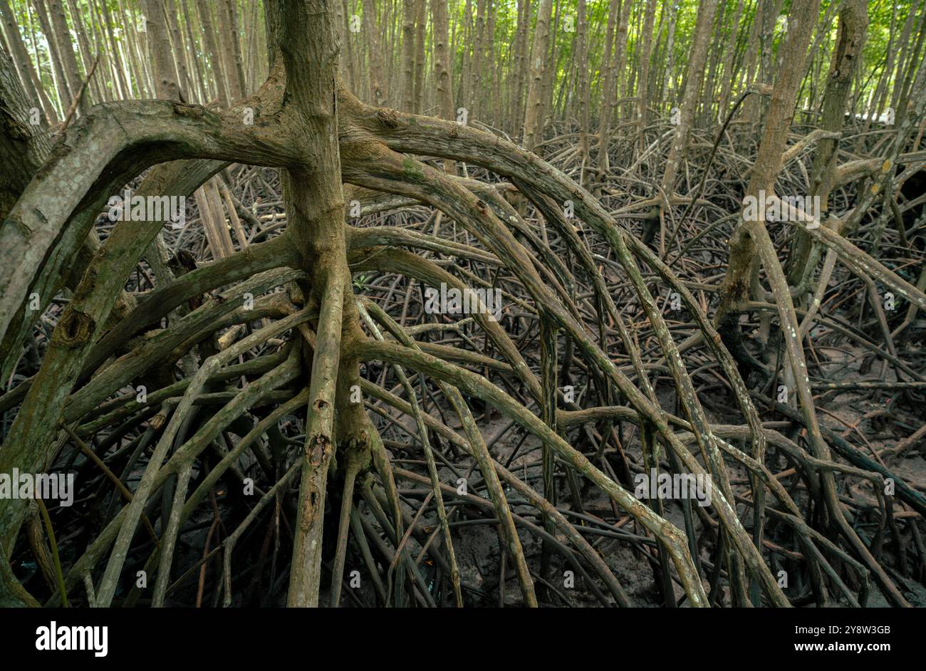 Tangled mangrove roots in muddy coastal swamp. Essential wetland ...