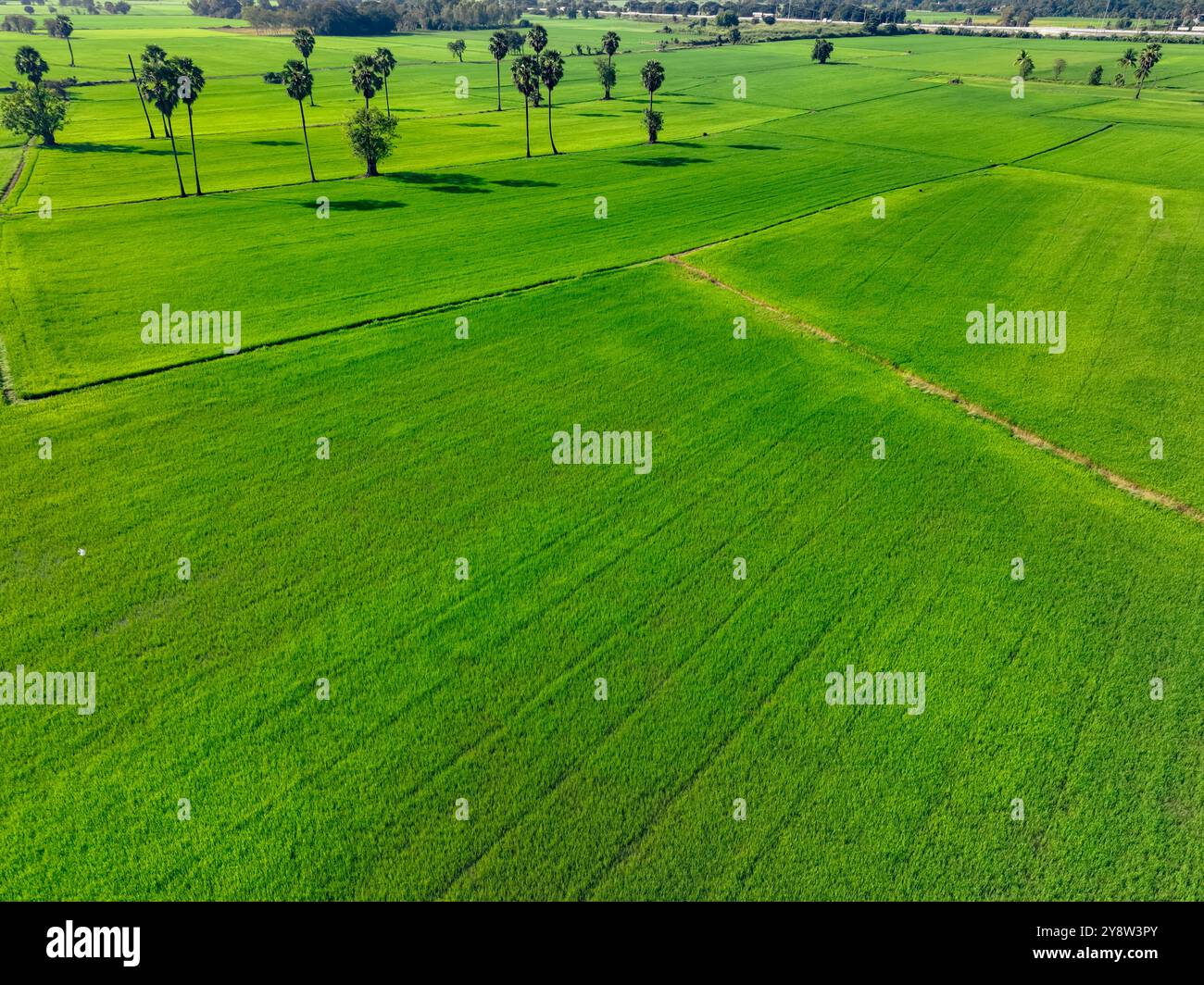 Aerial view of lush green rice field with sugar palm trees. Sustainable ...