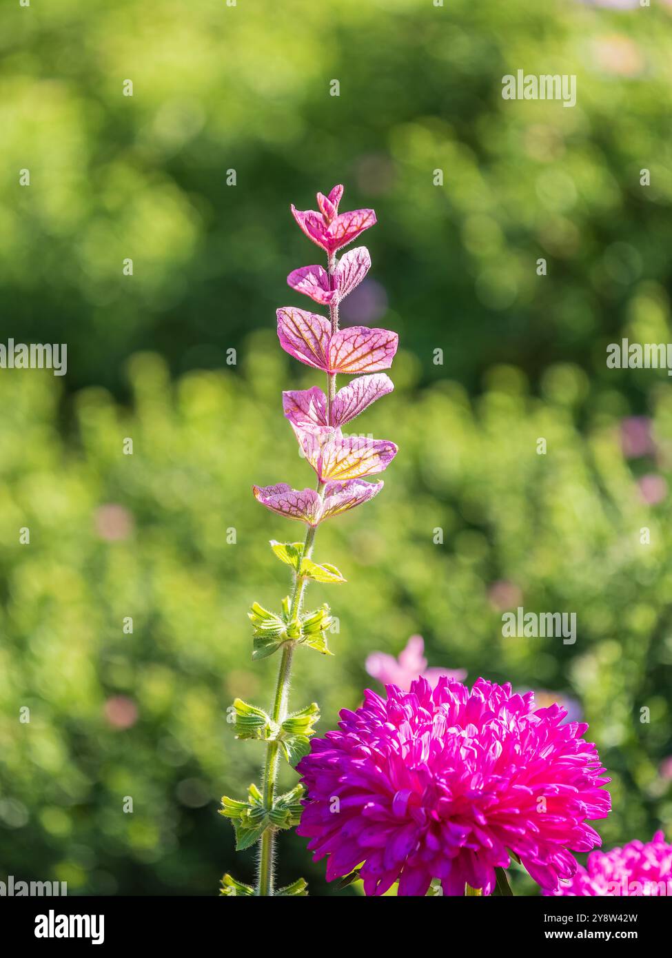 Salvia pink flowers with green leaves Blossom, medicinal plant in ...