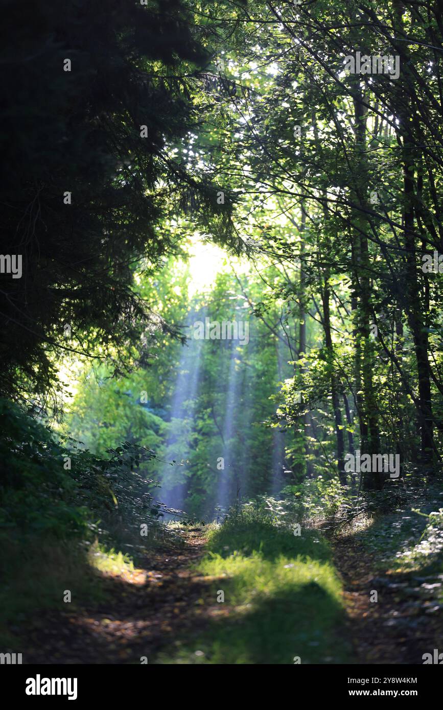Sunbeams on a forest path. Calm, light, nature and environment ...