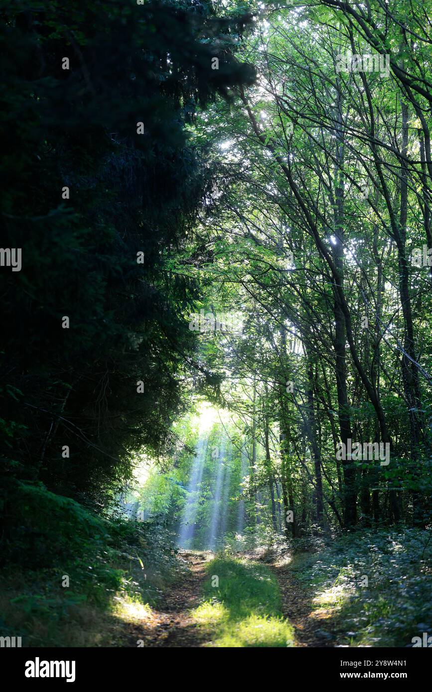 Sunbeams on a forest path. Calm, light, nature and environment ...