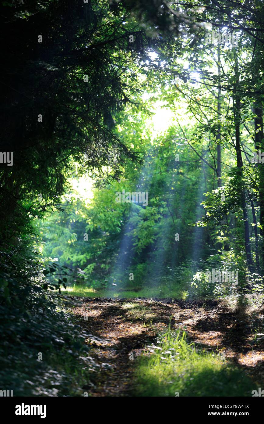 Sunbeams on a forest path. Calm, light, nature and environment ...