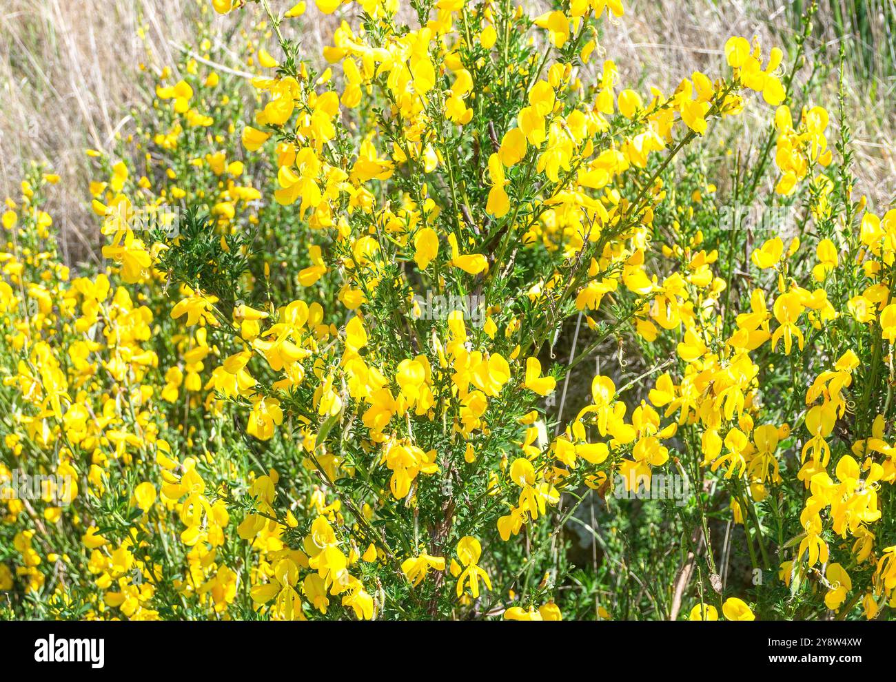 Common invasive species ulex bush gorse full flower flowering pl hi-res ...