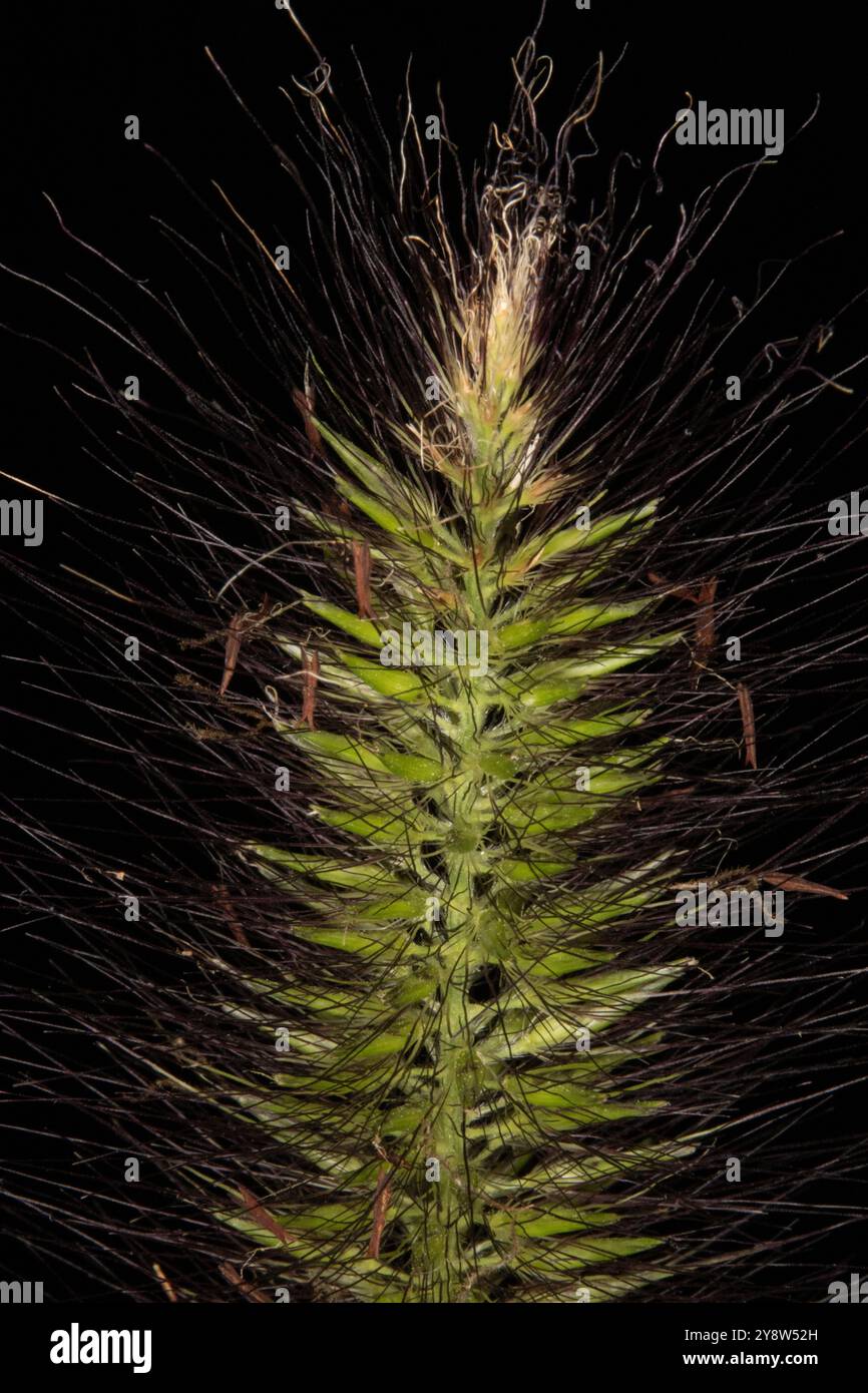 close up of foxtail grass seed head with yellow or purple bristles ...