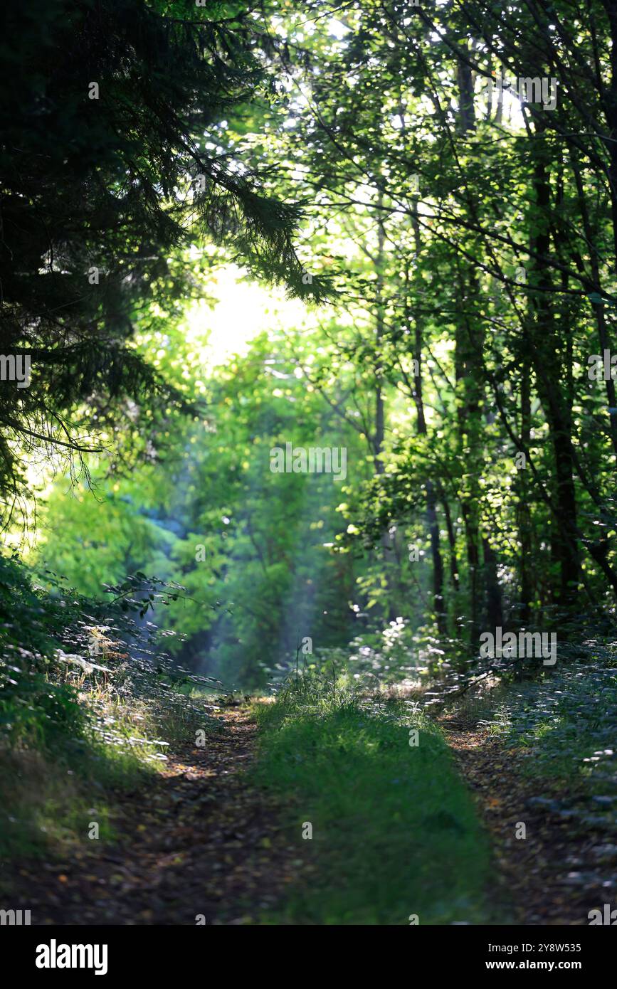 Sunbeams on a forest path. Calm, light, nature and environment ...