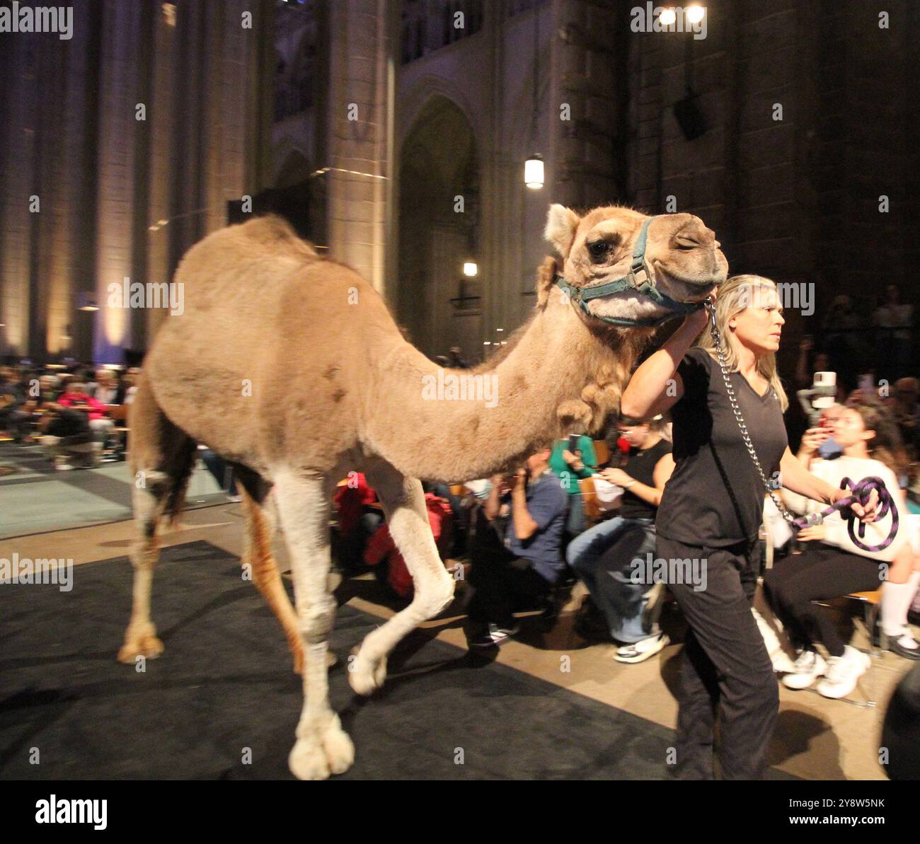 Manhattan, New York, USA. 6th Oct, 2024. Camel arrives for The Feast of ...