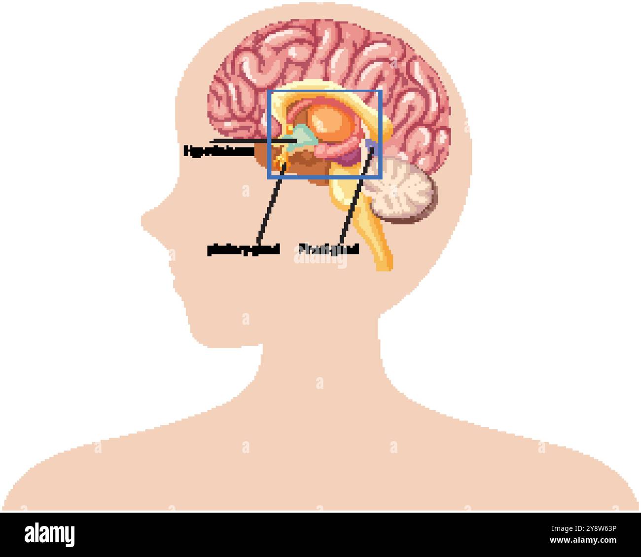 Detailed diagram of brain glands and structures Stock Vector Image ... Detailed diagram of brain glands and structures Stock Vector Image ...
