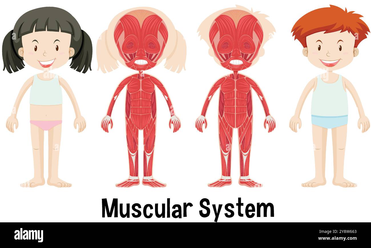 Anatomy of children's muscles with labeled parts Stock Vector Image ...