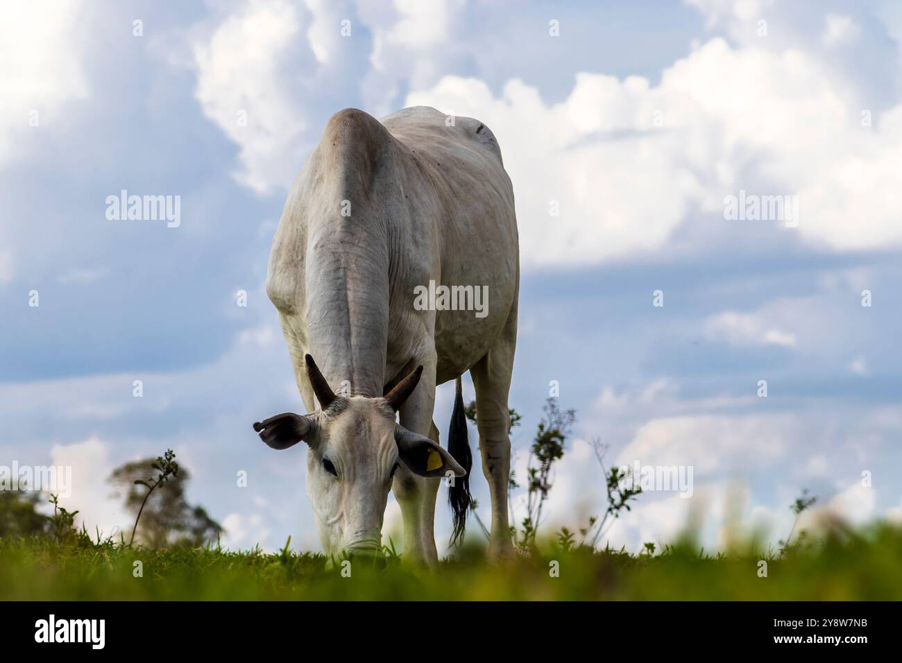 Zebu Nellore cow in the pasture area of a beef cattle farm in Brazil ...