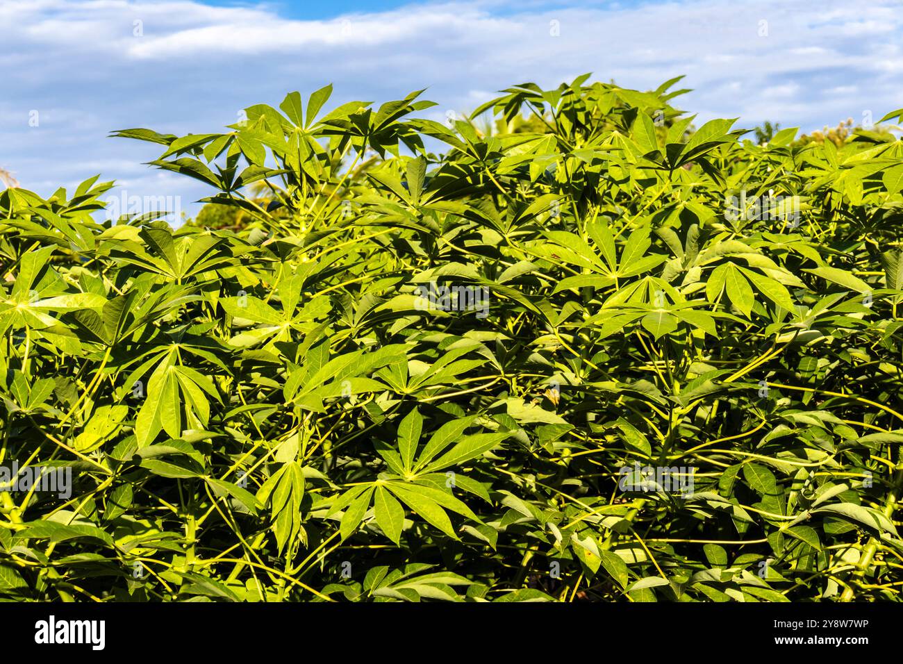Cassava or manioc plant field on the family farm in Brazil Stock Photo ...